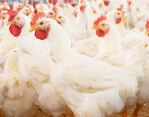 Our Hens | Daybreak Foods